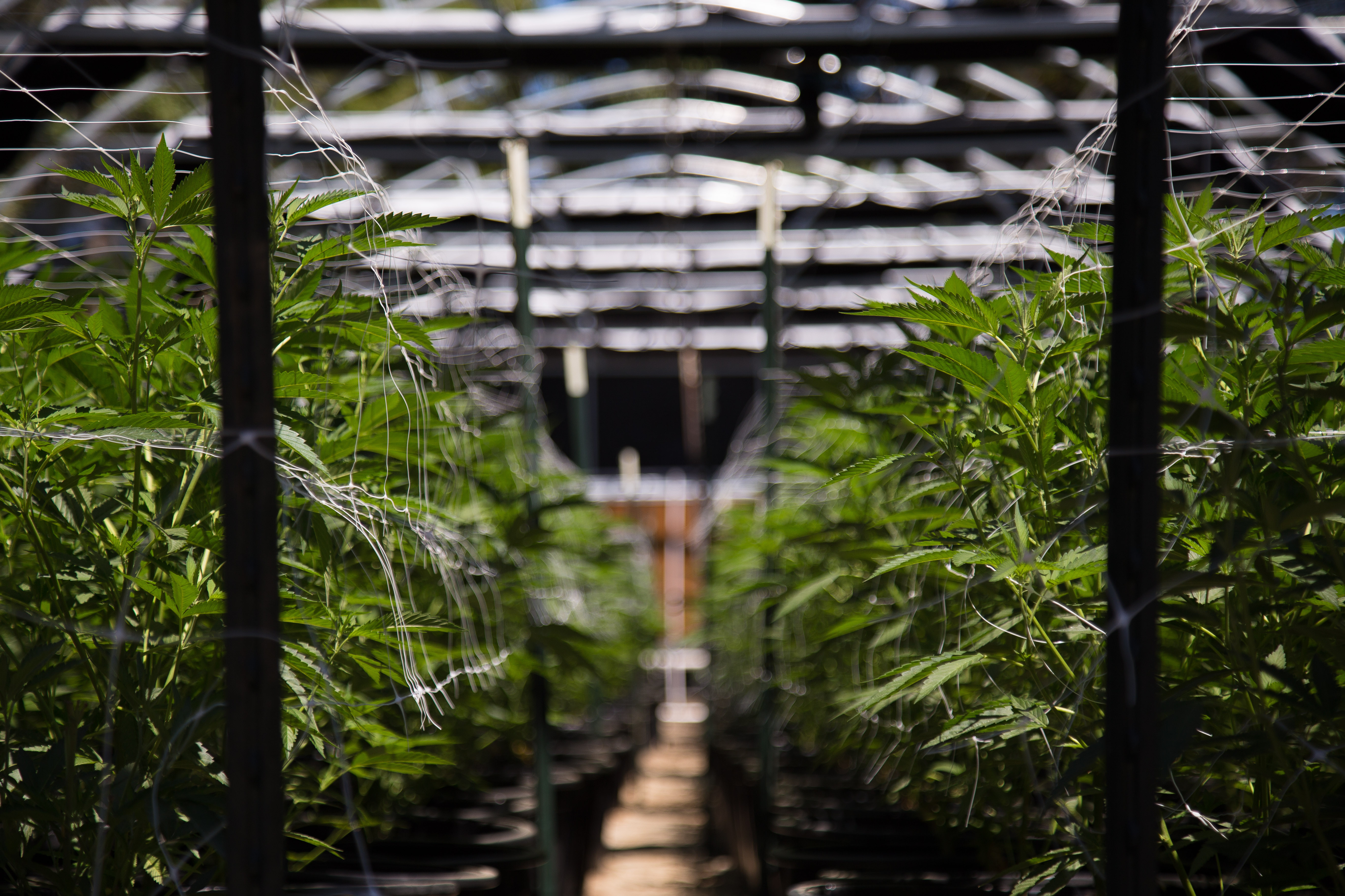 Banking Marijuana-Related Businesses